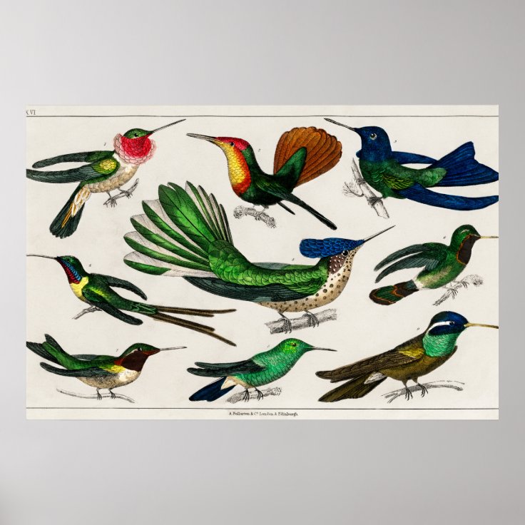 illustration av Vintage hummingbird Poster | Zazzle.se