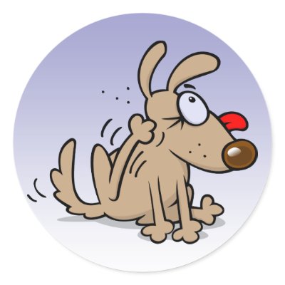 16tassar - 1 Blogg : Kattloppor på Hund!